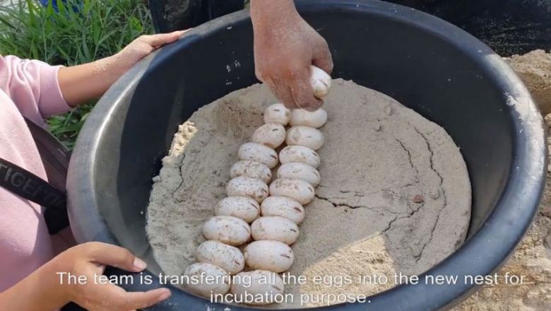 Shell-ebrities: Critically endangered sea turtle eggs bring joy to ...