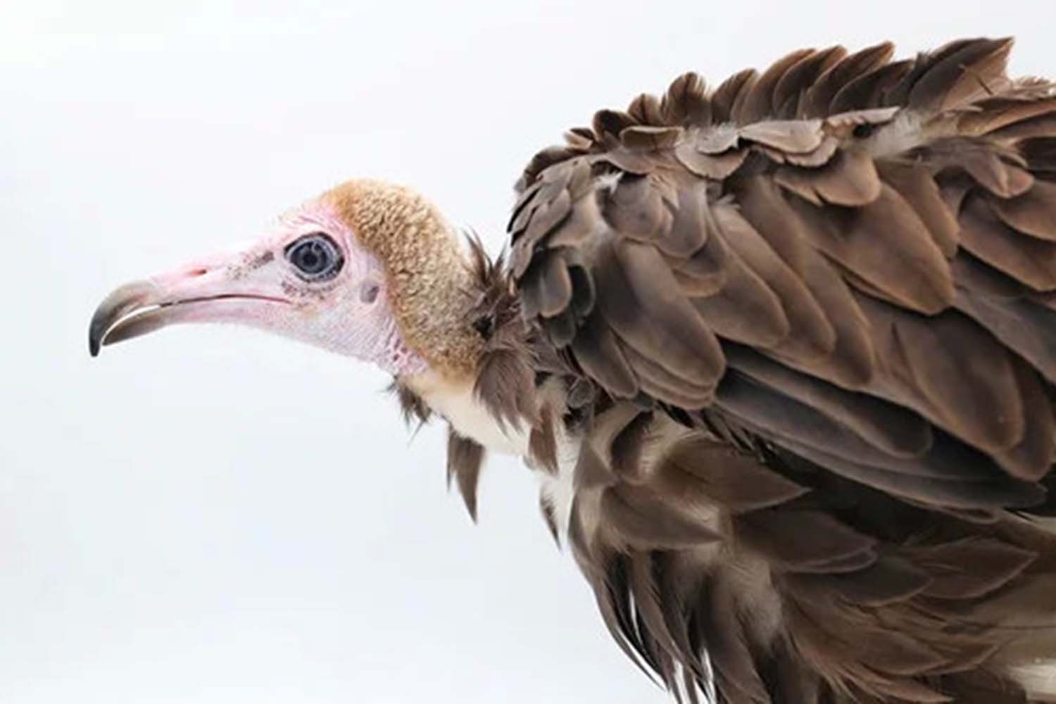 Interactive: Meet the winged wonders of Asia’s largest bird park - Asia ...