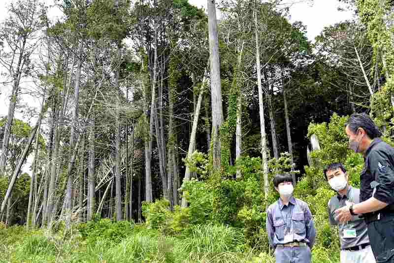 Forests absorbing less CO2 as aging trees left uncared for - Asia News ...
