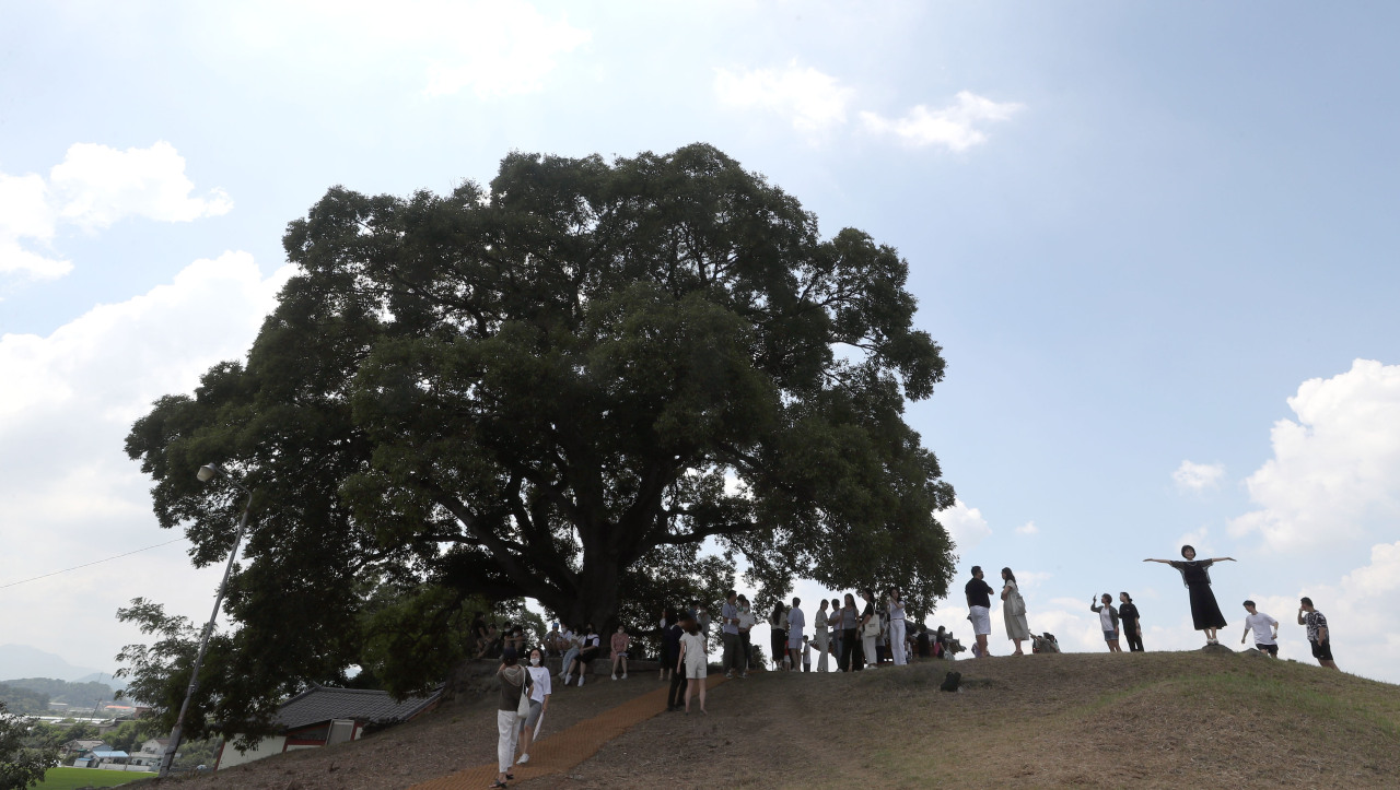 Hackberry tree from ‘Extraordinary Attorney Woo’ receives natural ...