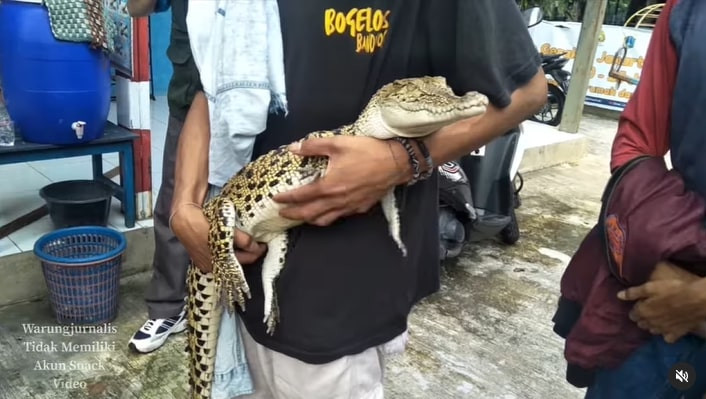 Student uses crocodile as a weapon during mass street fight - Asia News ...