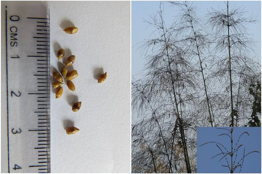 Powered by seeds from flowering bamboo, rats attack standing crops in ...