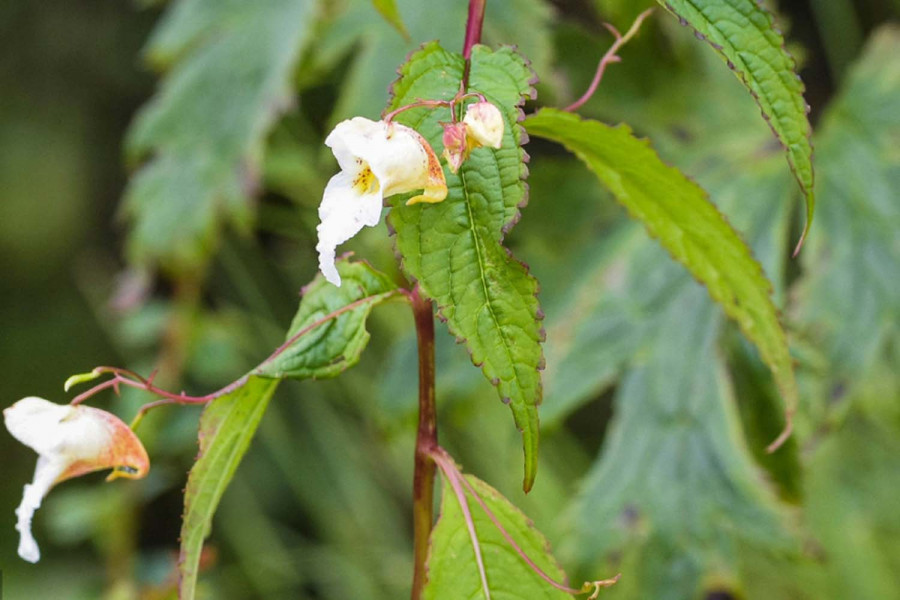 Nepali botanist discovers species of Impatiens new to science - Asia ...
