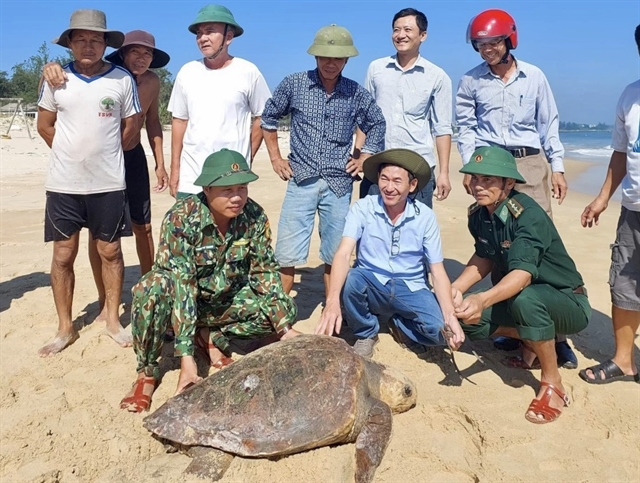 70kg sea turtle released back to the wild - Asia News NetworkAsia News ...