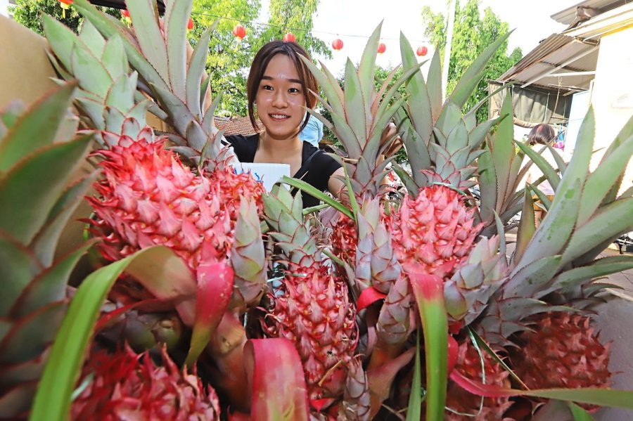 Red ‘ong lai’ makes auspicious comeback - Asia News NetworkAsia News ...