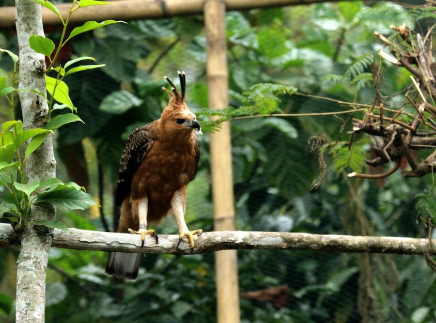 Captive-bred Javan hawk-eagles released in West Java - Asia News ...
