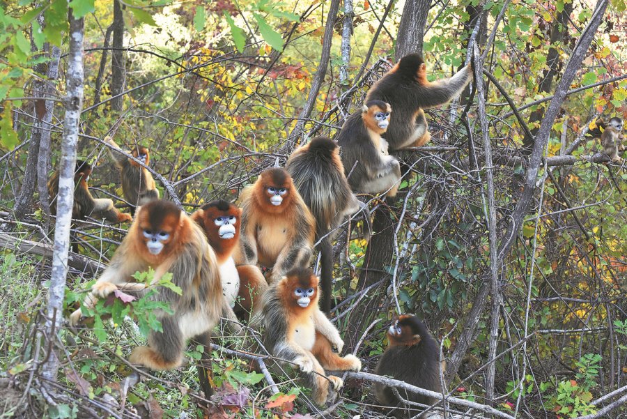 Protection efforts see China’s golden snub-nosed monkeys thrive - Asia ...