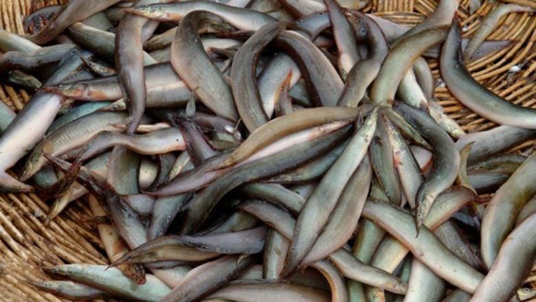 Exotic Cambodian items to join unusual fish products on Alibaba - Asia ...