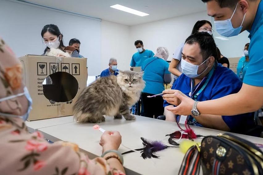 Practice makes purrfect: Cats help nursing home residents improve their ...