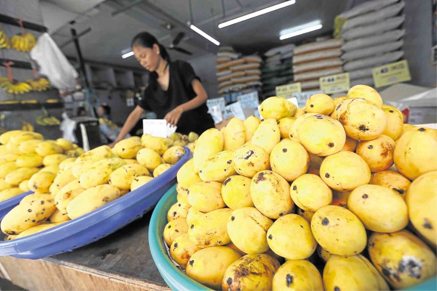 Philippines scrambling to produce new mango varieties - Asia News ...