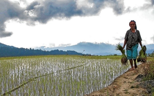 P545 billion earmarked for climate change in 2024 budget - Asia News ...