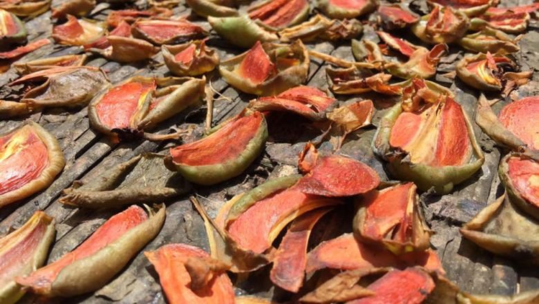 Sandan: Beyond a fruit, a legacy of Khmer cuisine - Asia News ...