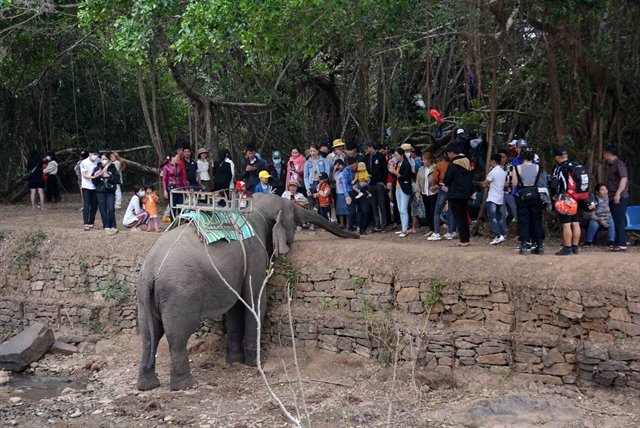 The tragedy of Tay Nguyen elephants - Asia News NetworkAsia News Network