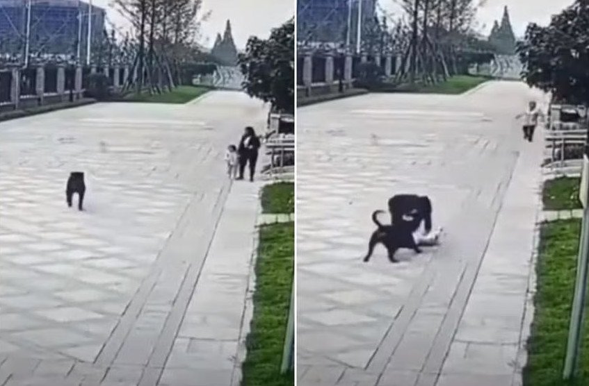 China’s crackdown on stray dogs sparks public outcry - Asia News ...