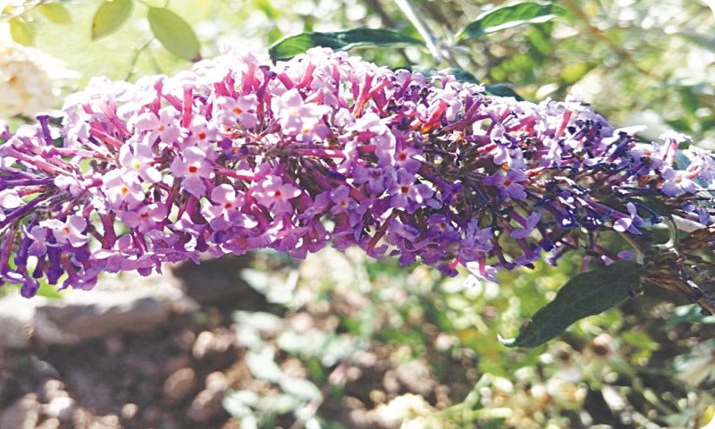 Pakistan’s Butterfly Bush - Asia News NetworkAsia News Network