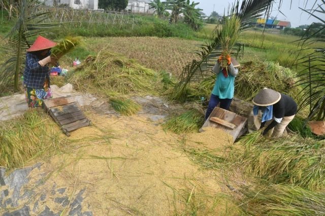 Indonesia hikes rice import quota by 1.6m tonnes to bolster reserves ...
