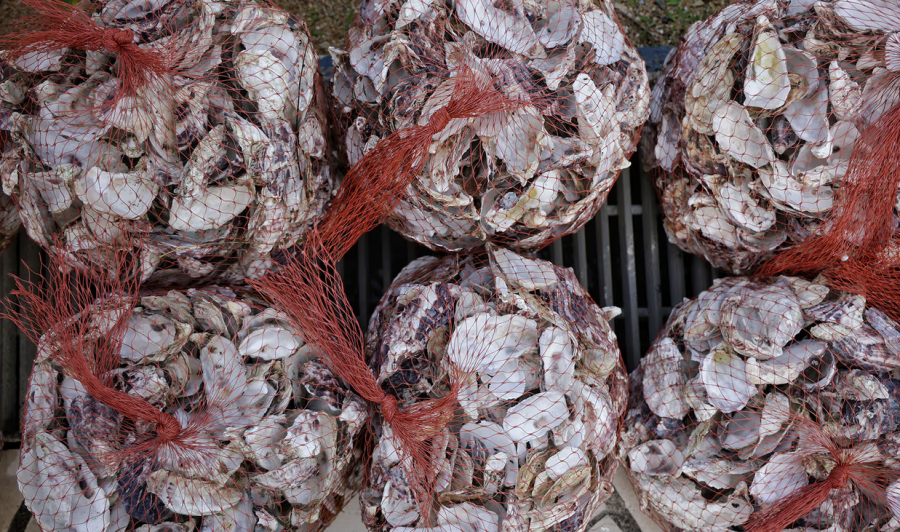 Can discarded oyster shells help shape a greener future for Singapore ...