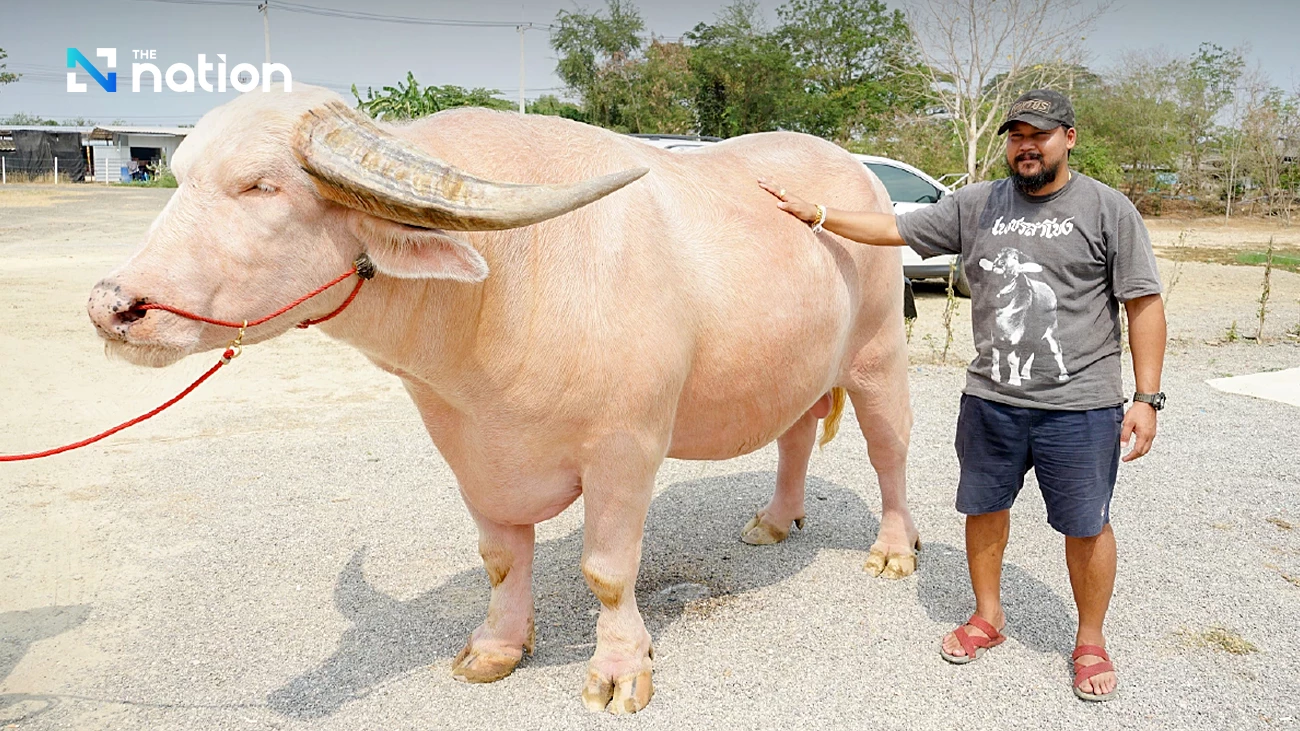 Albino Thai buffalo sets records by fetching 18 million baht at a fair ...