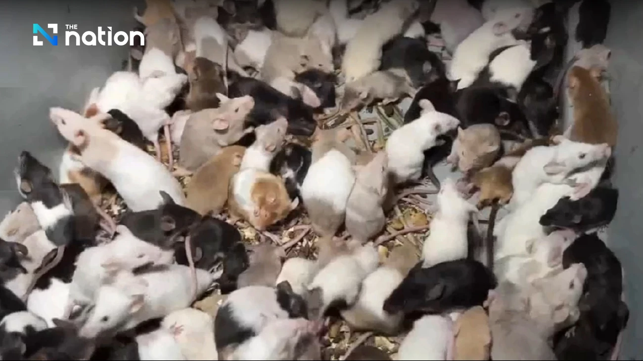 Residents scream for help as hundreds of pet mice dumped in their soi ...