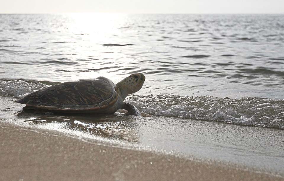 How turtles keep Penang seas safer - Asia News NetworkAsia News Network