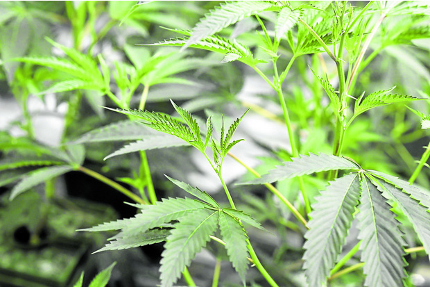 Philippine House of Representatives passes medical cannabis bill on ... Philippine House of Representatives passes medical cannabis bill on ...