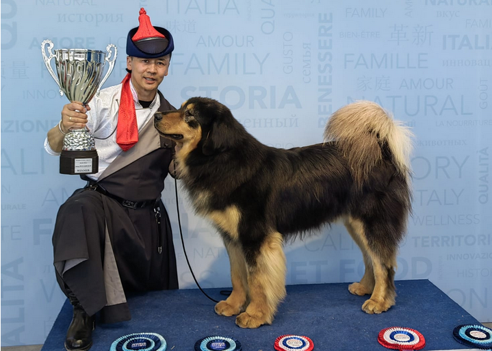 Native Mongolian dog breed debuts in World Dog Show, becomes group ...