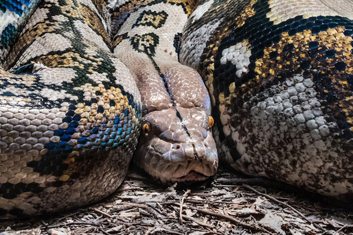 Python swallows woman whole in South Sulawesi - Asia News NetworkAsia ...