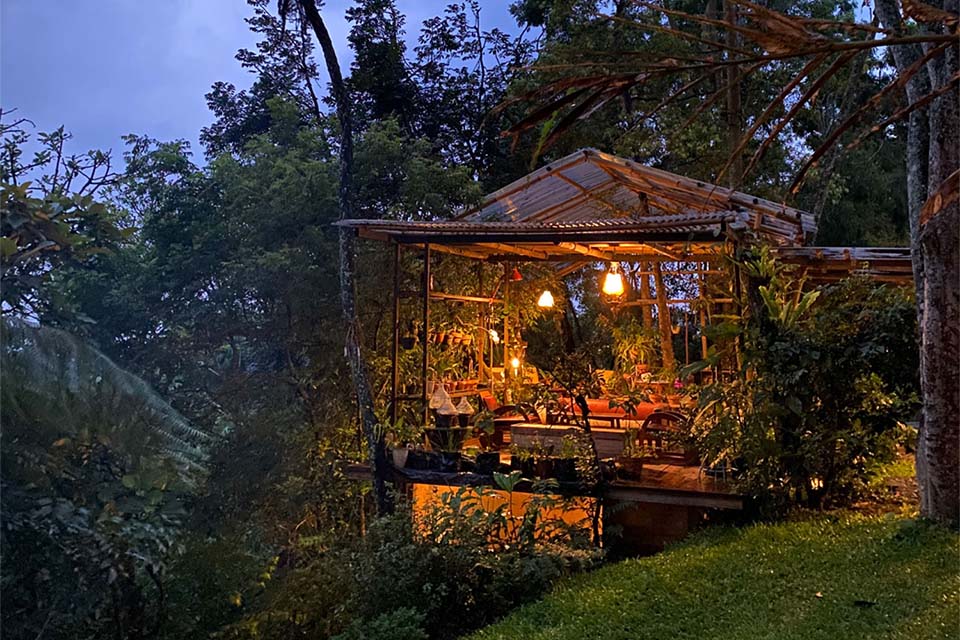 Five surprisingly delicious leaves you can find in the wilds of West ...