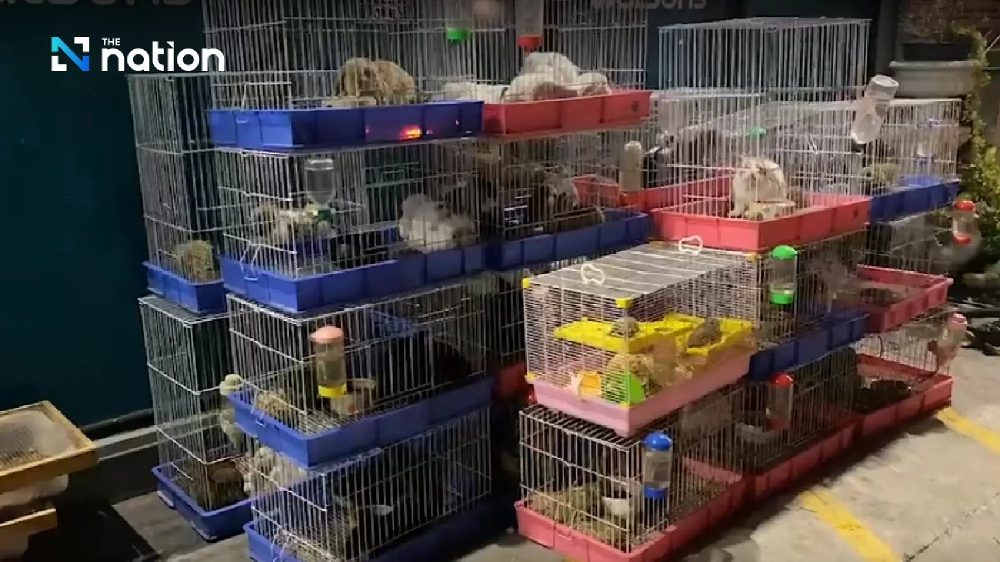 Fire overwhelms Chatuchak Market’s pet zone, more than 1000 animals ...