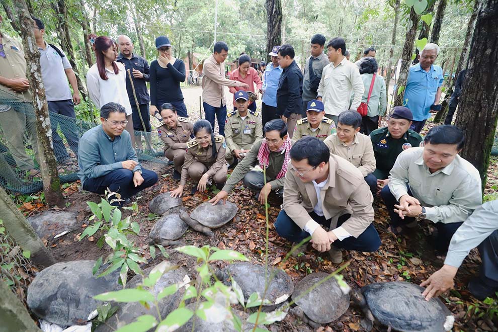 Cambodia’s endangered ‘royal turtles’ released to natural habitat ...