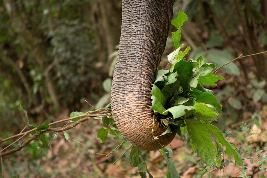 Elephant dung yields surprising data in Wild Earth Allies-Cambodian ...