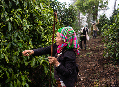 Unlocking Laos’ tea potential: balancing growth with fair returns for ...