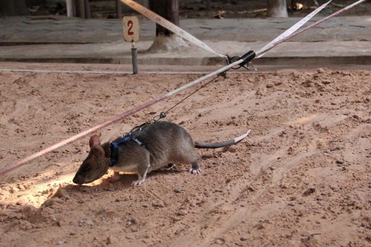 “HeroRATs” play vital role in demining Cambodia - Asia News NetworkAsia ...