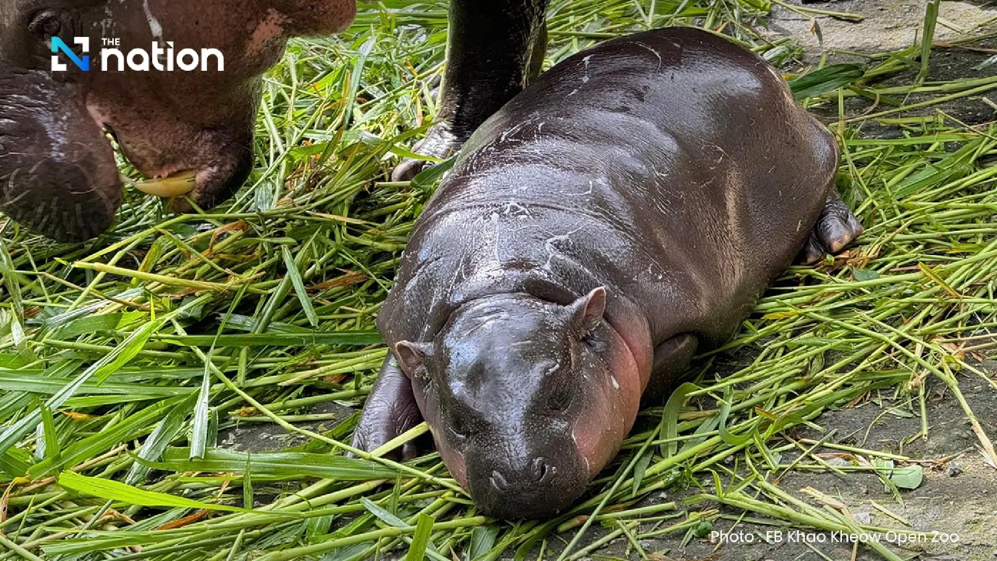 Meet Moo Deng, the most adorable hippo in the world - Asia News NetworkAsia News Network