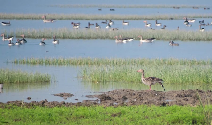 Safeguarding Assam’s winged winter guests: A call to protect migratory ...