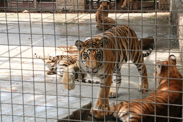 'Unusual' deaths of 20 tigers, black panther at southern park investigated, virus feared - Asia ...