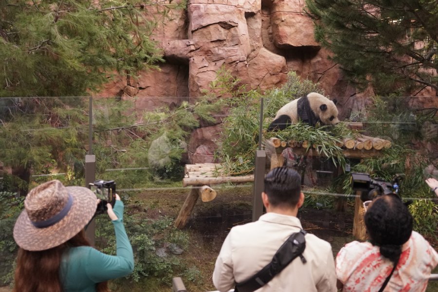 China’s international giant panda conservation cooperation to build on ...
