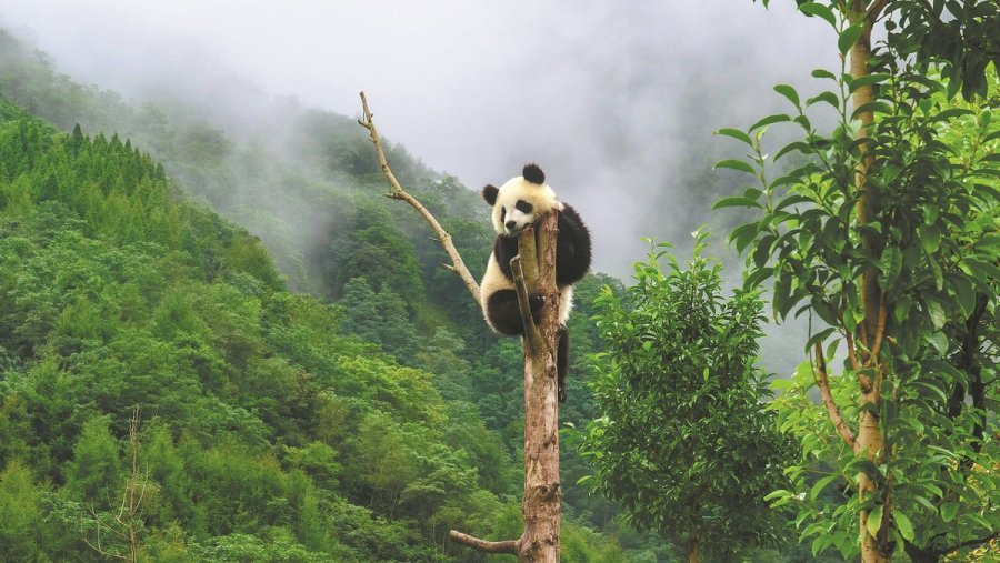 Birth of twin pandas brings twice the joy in China - Asia News ...