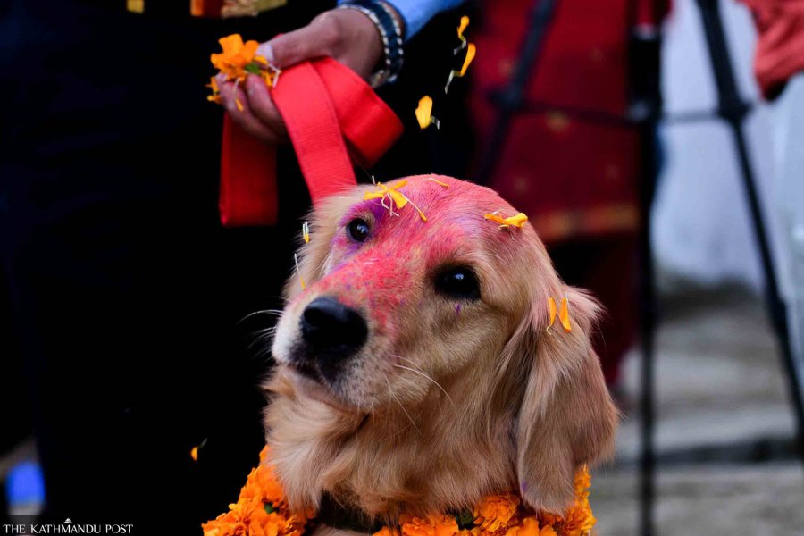 Kukur Tihar: Trained dogs perform tricks - Asia News NetworkAsia News ...