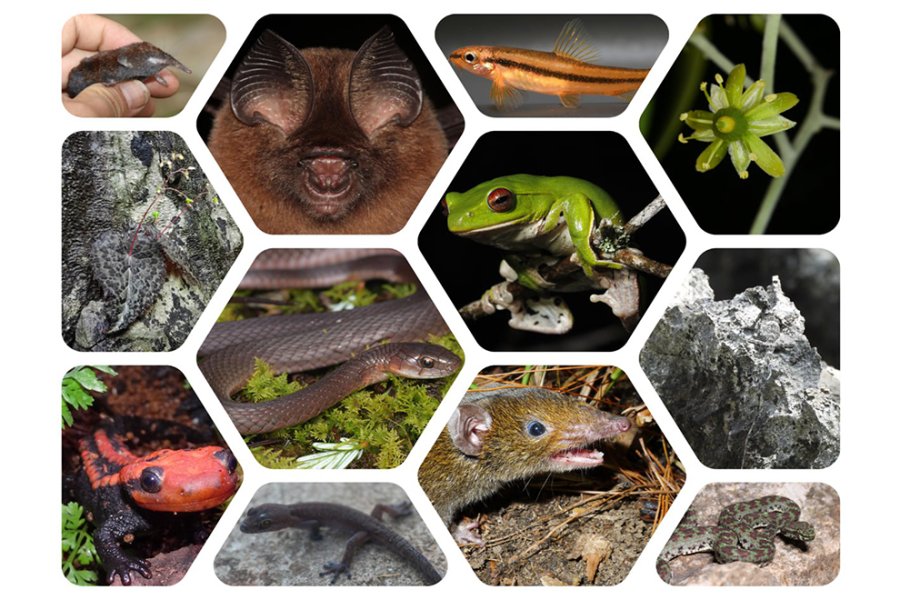 new animal species discovered 2024