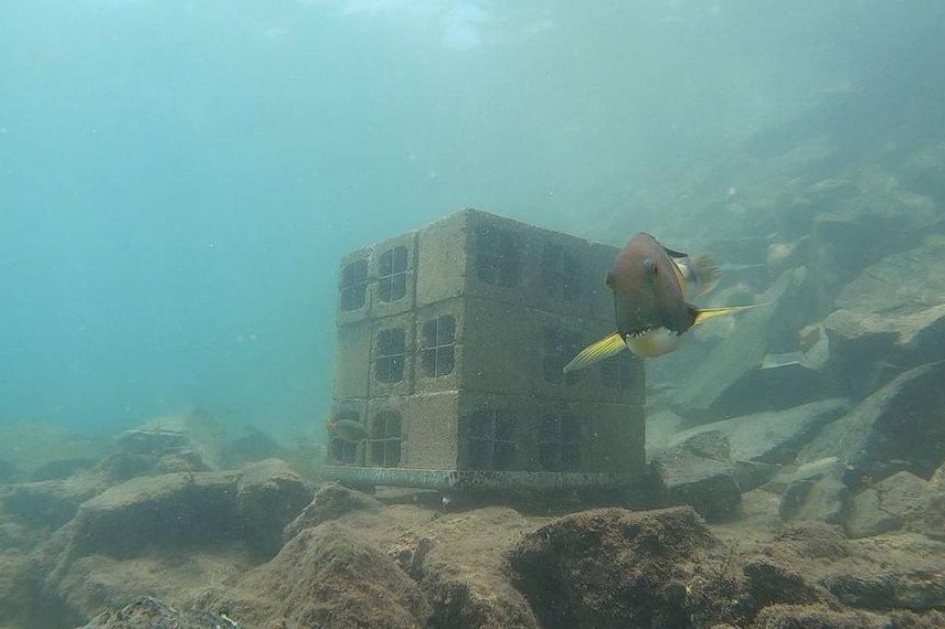 Green walls and fish houses: How Singapore researchers are bringing ...