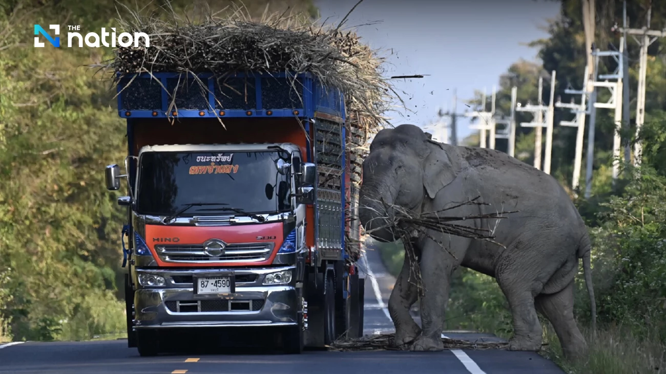 Elephant collects ‘tax’ from passing trucks in Thailand’s Chachoengsao ...