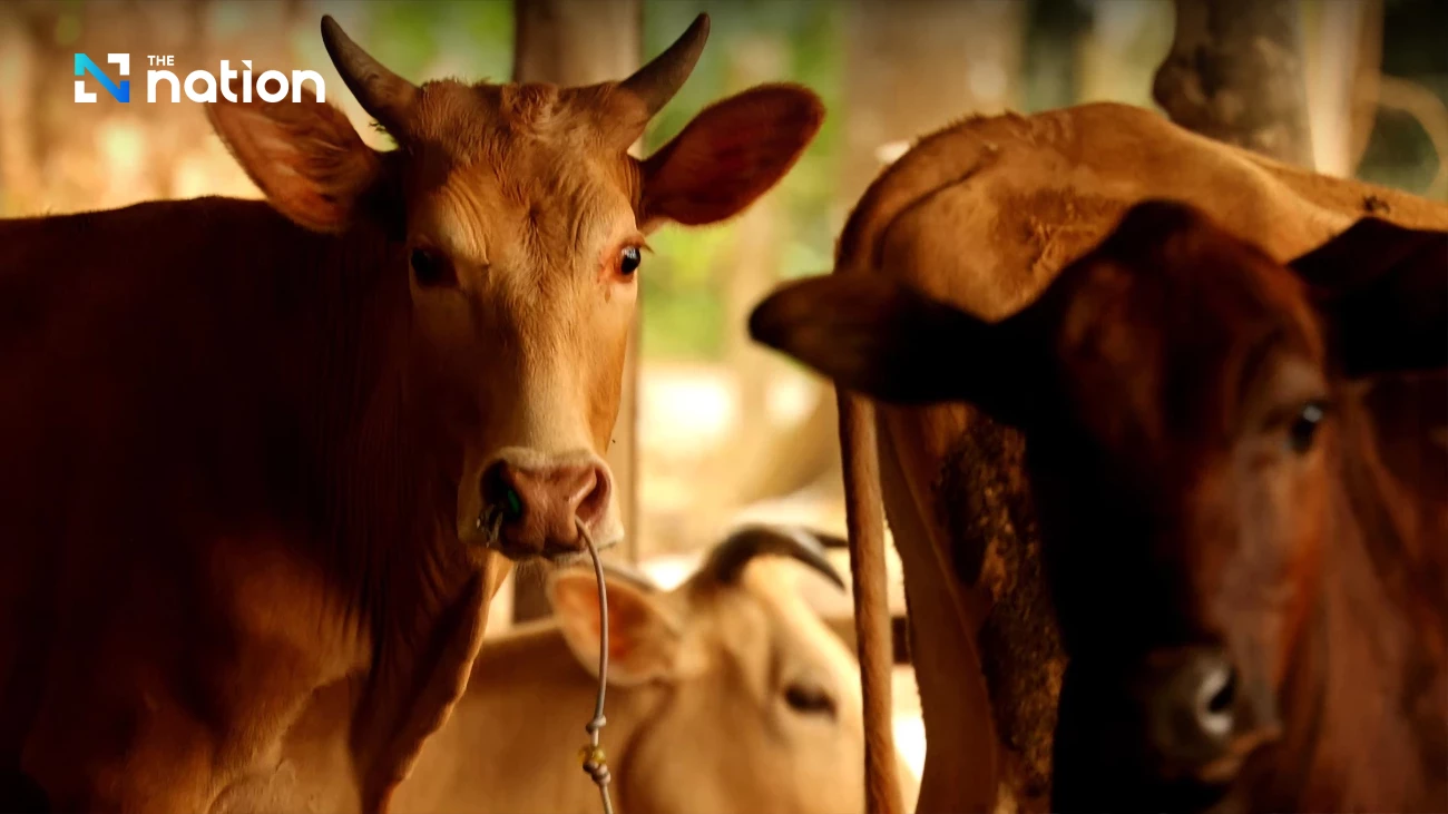 Rabies outbreak in Thailand’s Khon Kaen under control: authorities ...