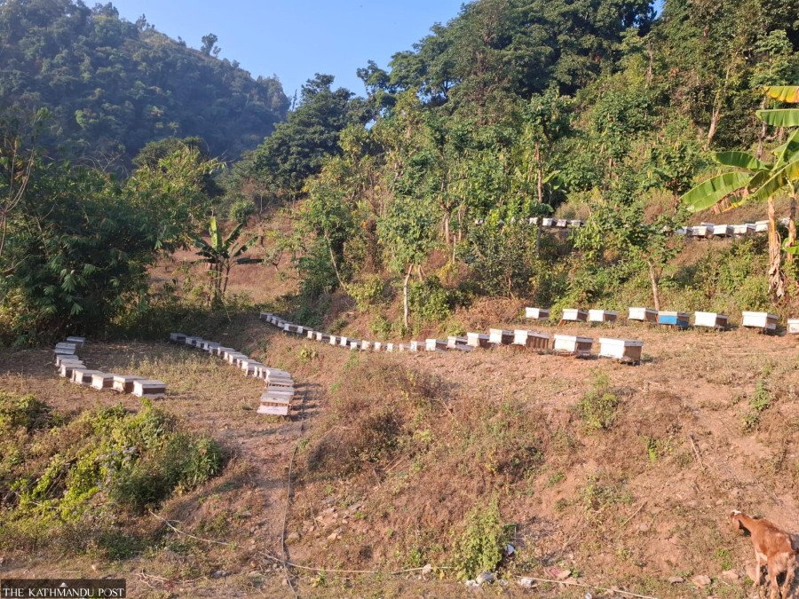 Chepang beekeepers of Nepal taste success in honey business - Asia News ...