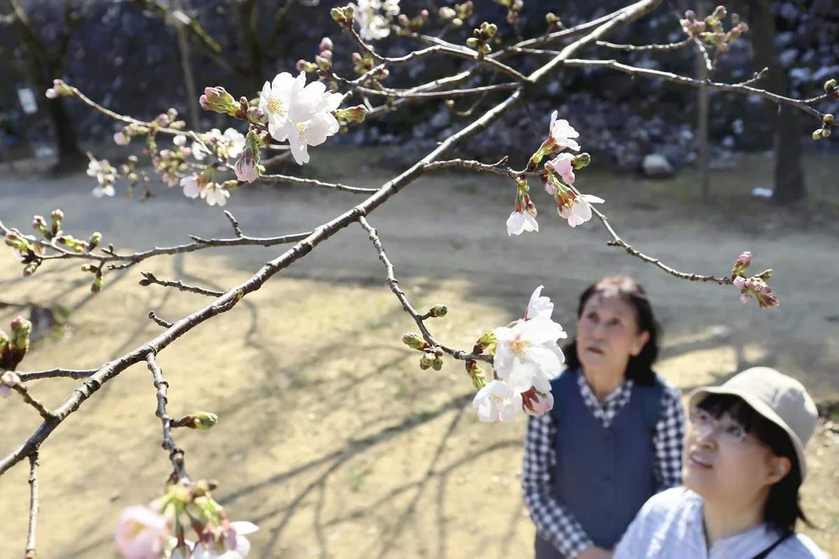 Cherry blossoms start blooming in Japan - Asia News NetworkAsia News Network