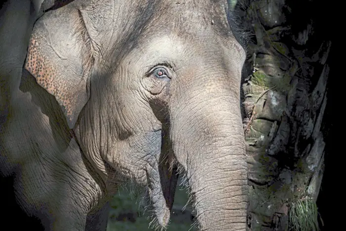 Resolving human-elephant conflict in Malaysia’s Perak - Asia News NetworkAsia News Network