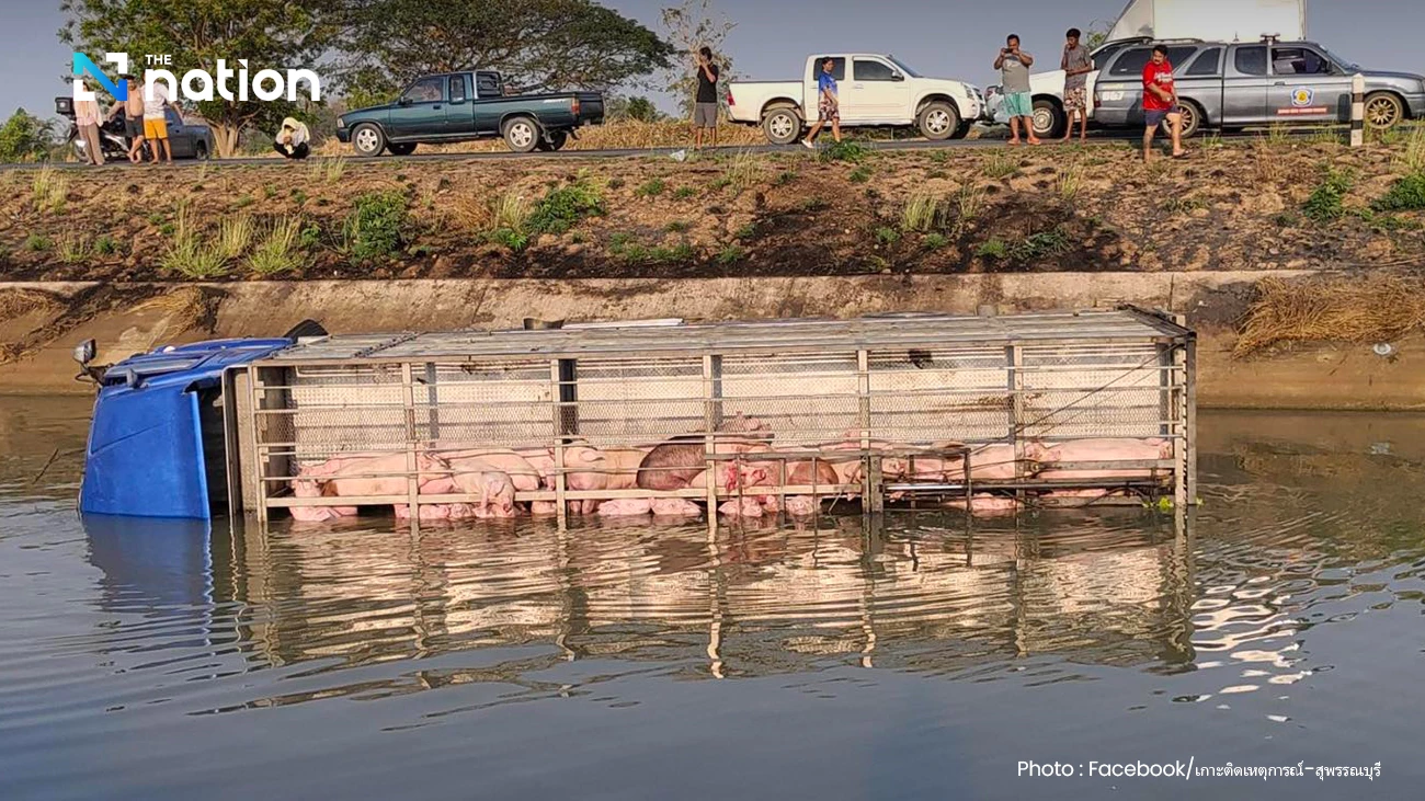 Nearly 100 pigs drown as truck plunges into canal in Thailand’s Suphan ...