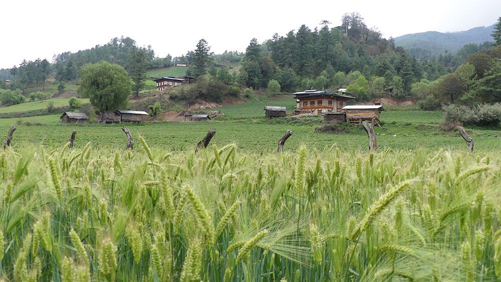 Thailand leads Bhutan’s agro-export markets beyond India and Bangladesh ...