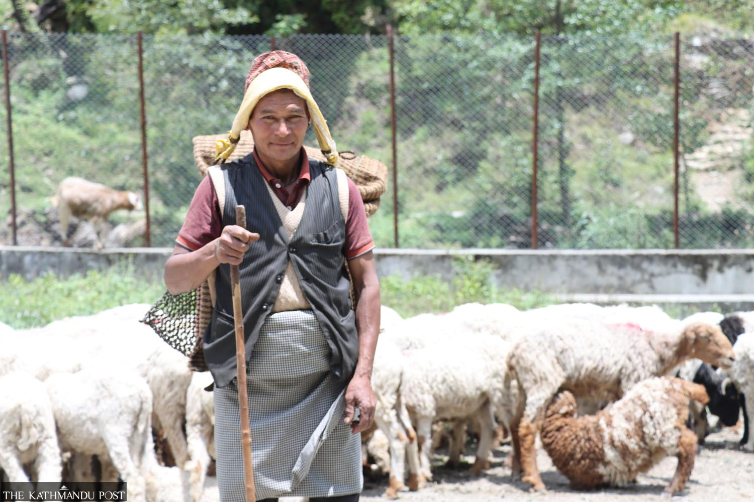 Art of transhumance: The intertwined lives of sheep and their Himalayan ...