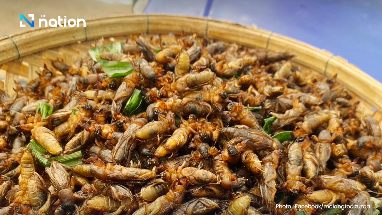 Thailand's edible insect market poised for explosive growth - Asia News ...